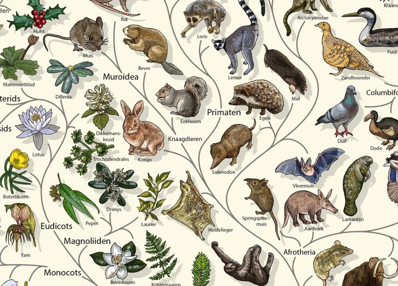 Tree of Life Poster Evolution Poster Natural History - Etsy Australia