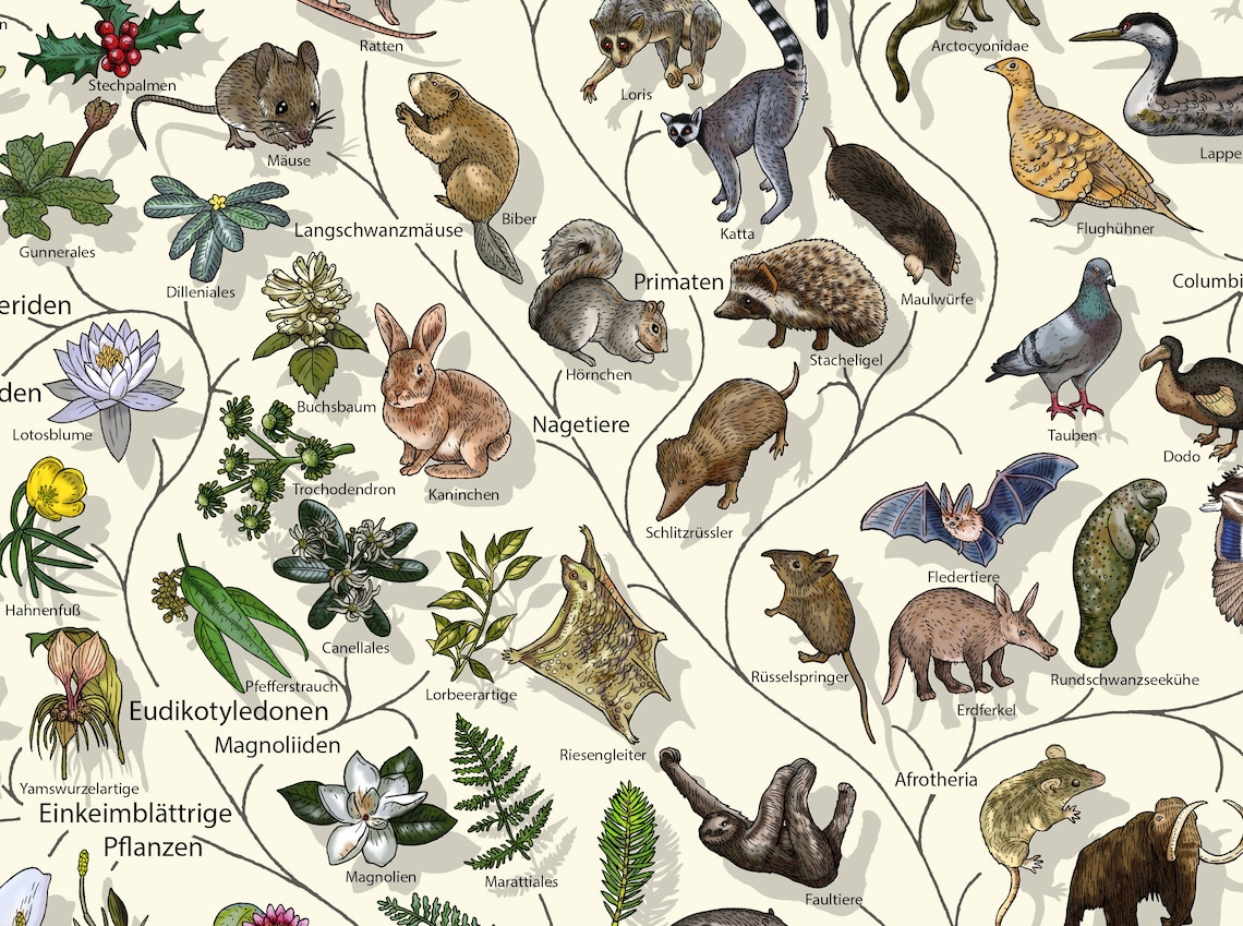 Tree of Life Poster Evolution Poster Natural History - Etsy UK