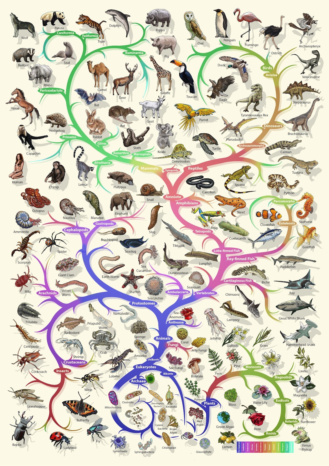 Evolutionary Biology Tree of Life Poster - Nature Lover Gift Idea - Etsy