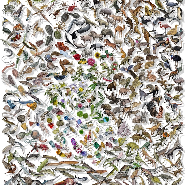 Phylogenetic Tree Poster - Etsy