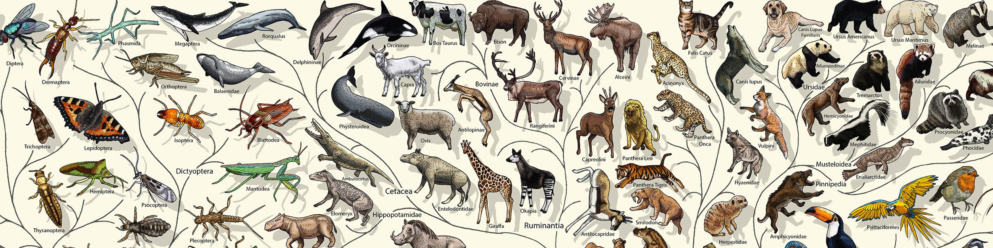 EvolutionPosters - Etsy