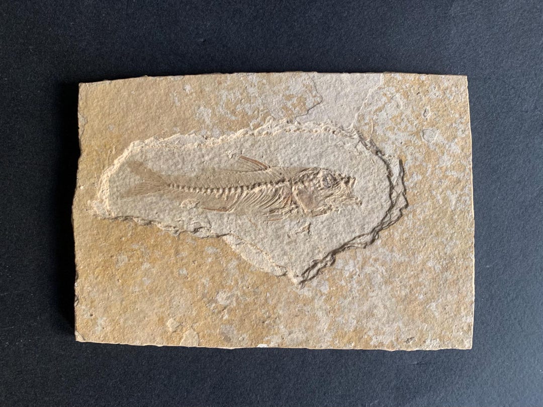 Fossil Fish Dapalis Macrurus on Stone Slab, 30 Million Years Old ...