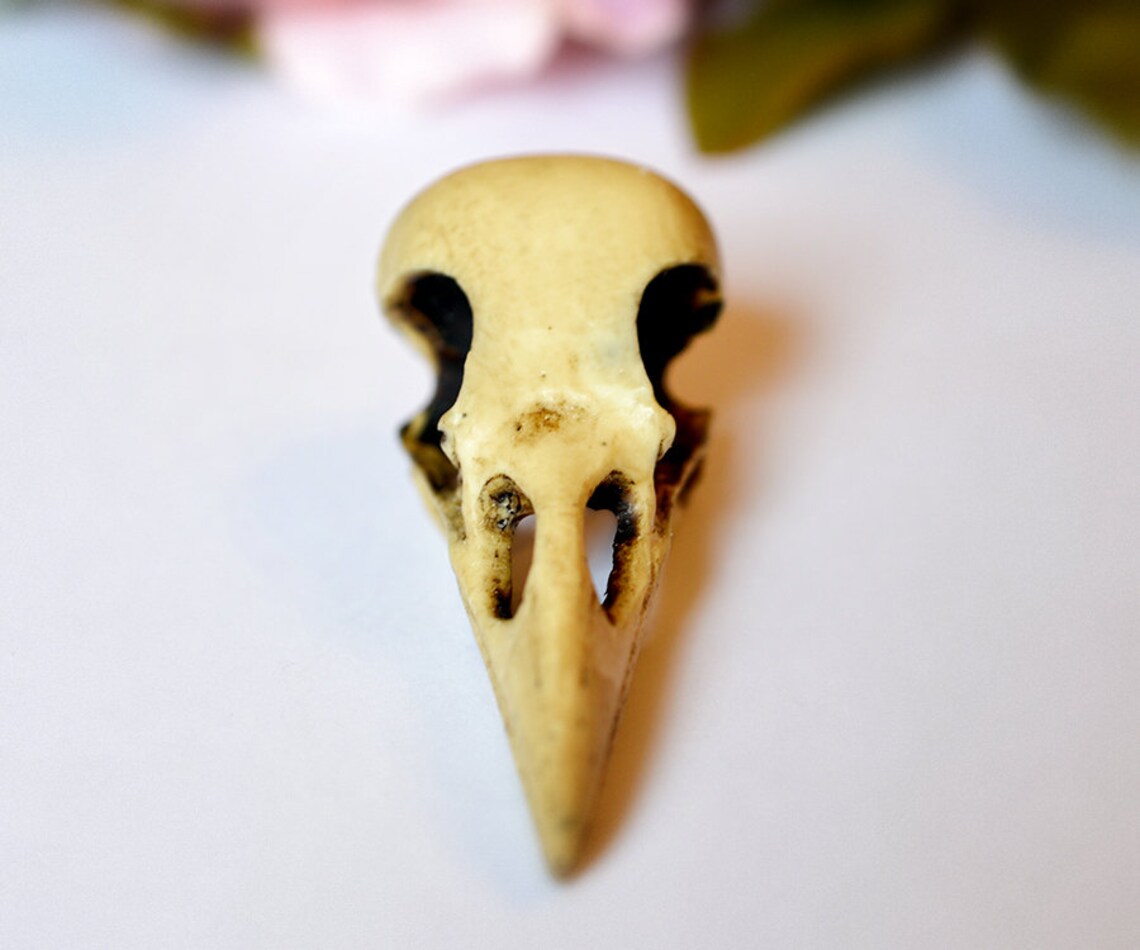 Raven Skull Replica With Customizable Handmade Certificate and - Etsy UK