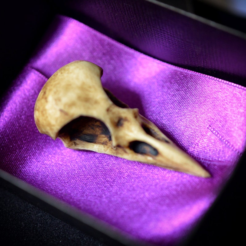 Real Raven Skull - Etsy