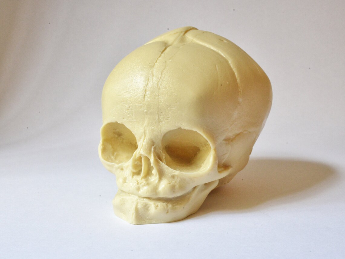 Skull Real Size Resin Fetus Skull Natural Bone Color Goth - Etsy