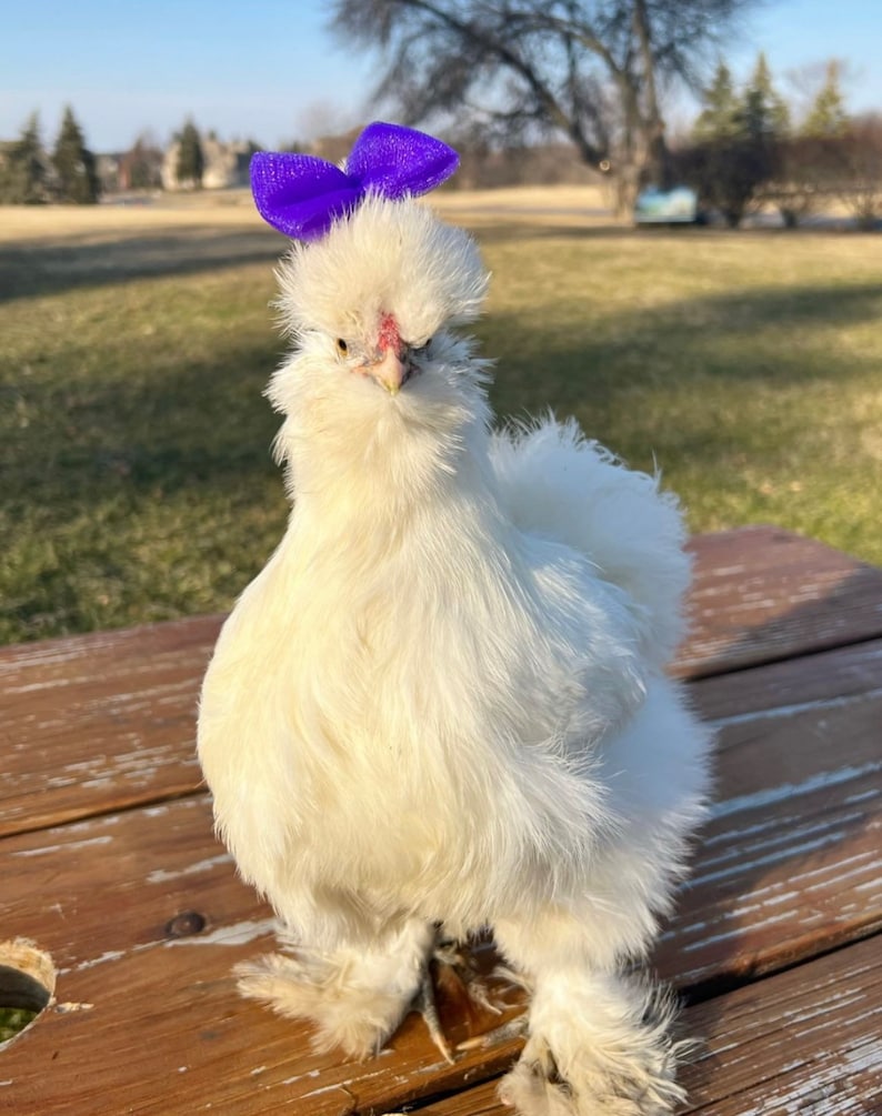 Silkie Hair Bows Hair Bow for Silkies Chicken Accessories - Etsy