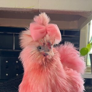Silkie Chicken Tulle Hair Bow: Mini Chicken Accessories - Etsy