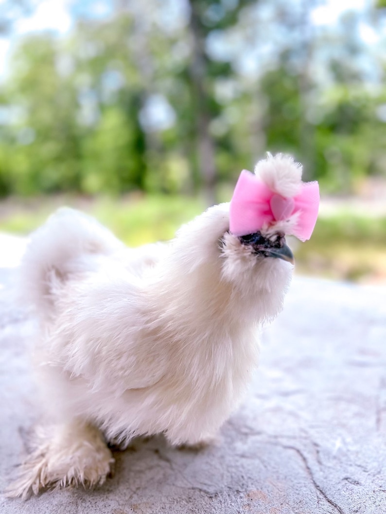 Silkie Chicken Hair Bow: Pink Tulle Heart, Mini Pet Accessory - Etsy