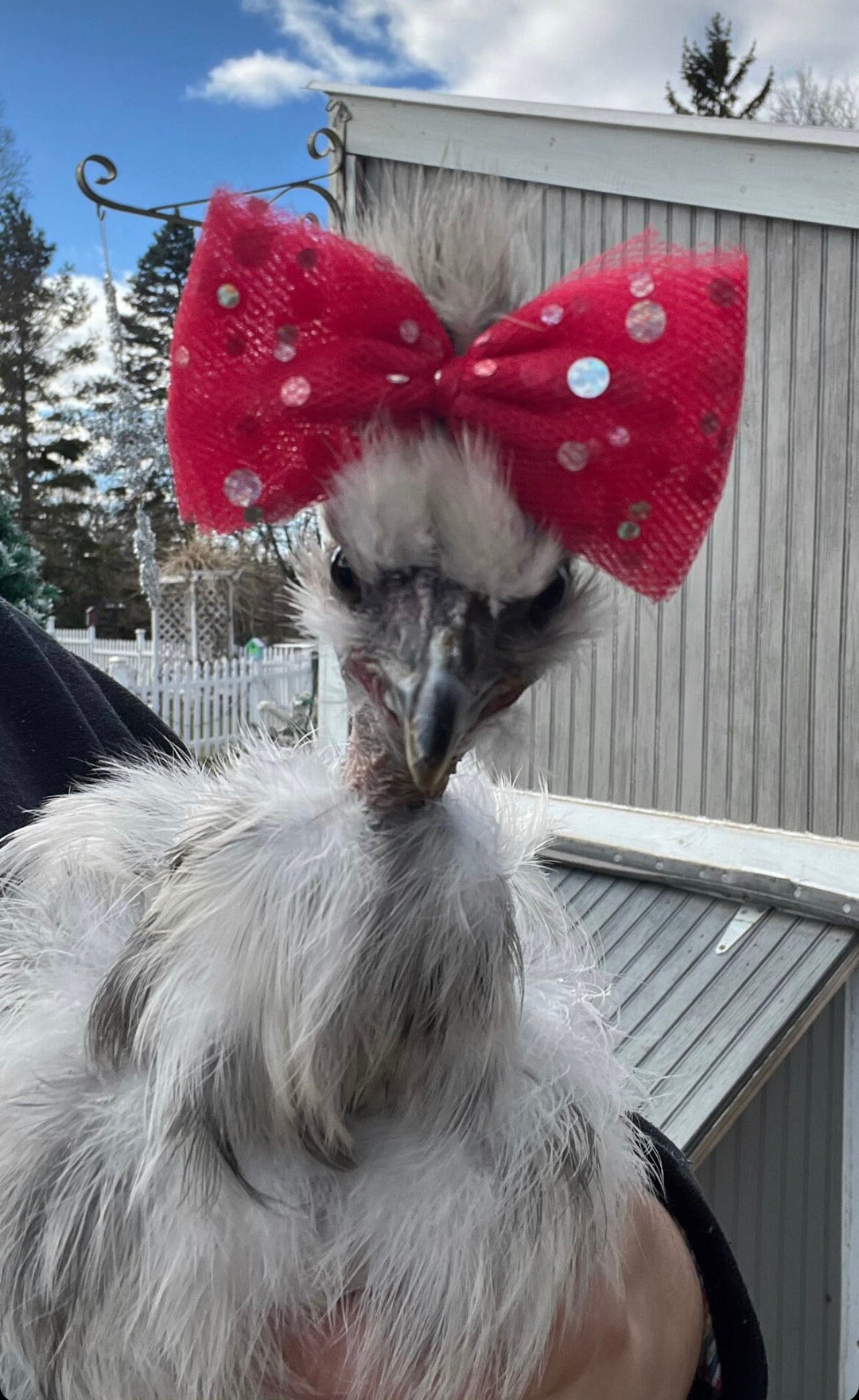 Silkie Chicken Hair Bow: Tulle Polka Dot Chicken Accessory - Etsy