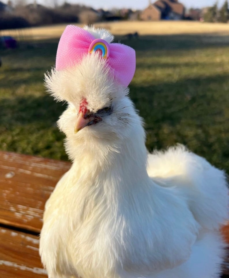 Mini Tulle Rainbow Hair Bow for Silkie Chickens - Etsy