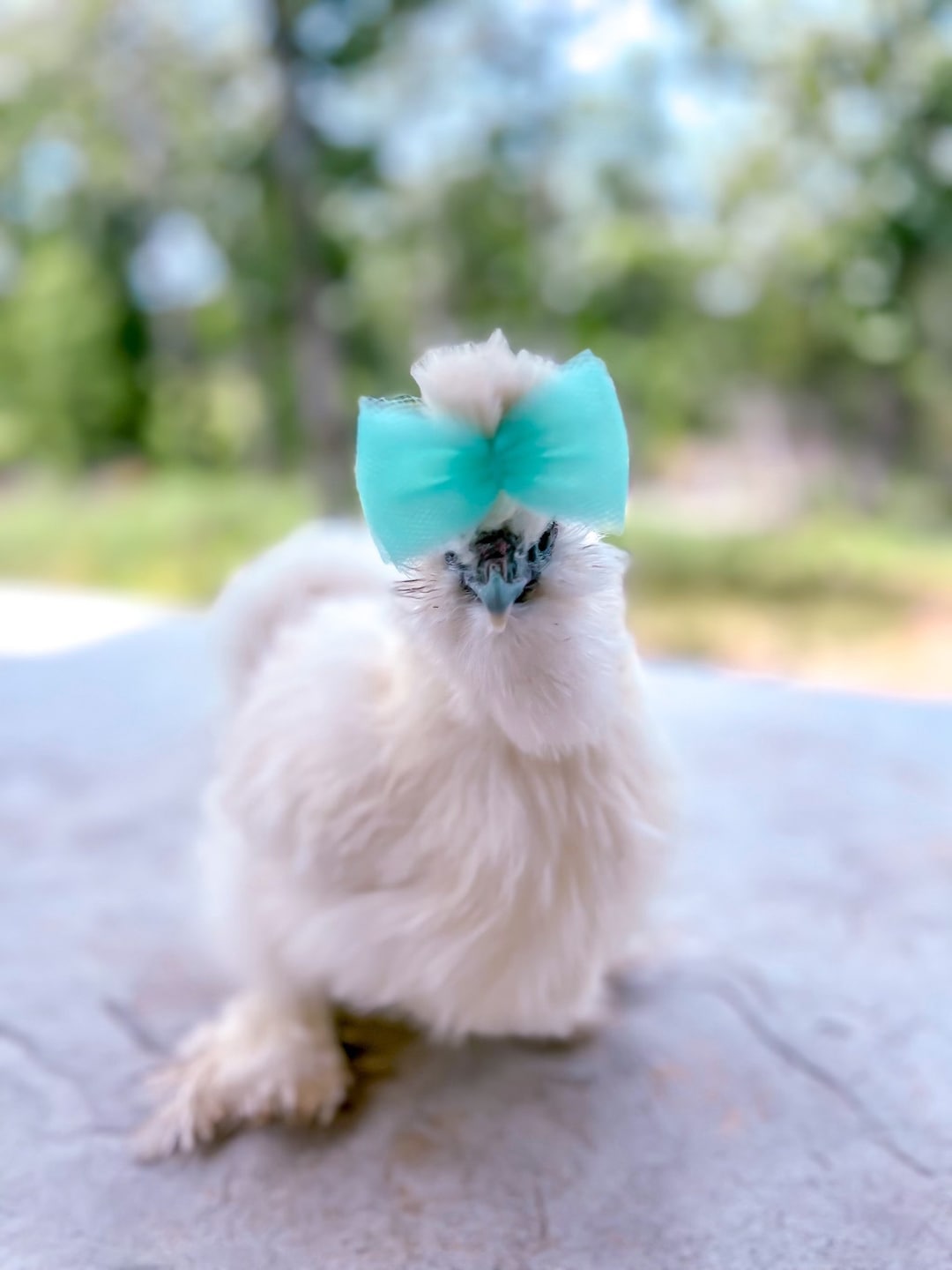 Mini Tulle Hair Bow for Silkie Chickens: Colorful Chicken Accessories ...