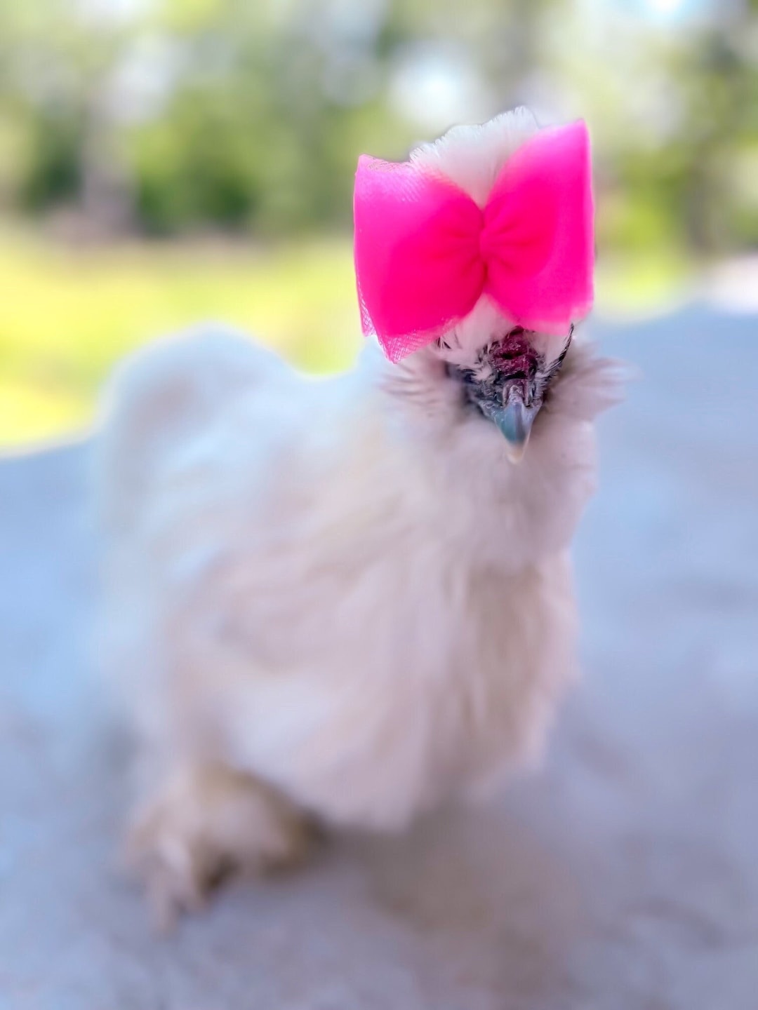 Silkie Hair Bows - Hair Bow for Silkies - Chicken Accessories - Chicken ...