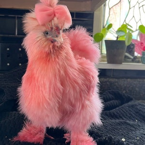 Silkie Chicken Tulle Hair Bow: Mini Chicken Accessories - Etsy