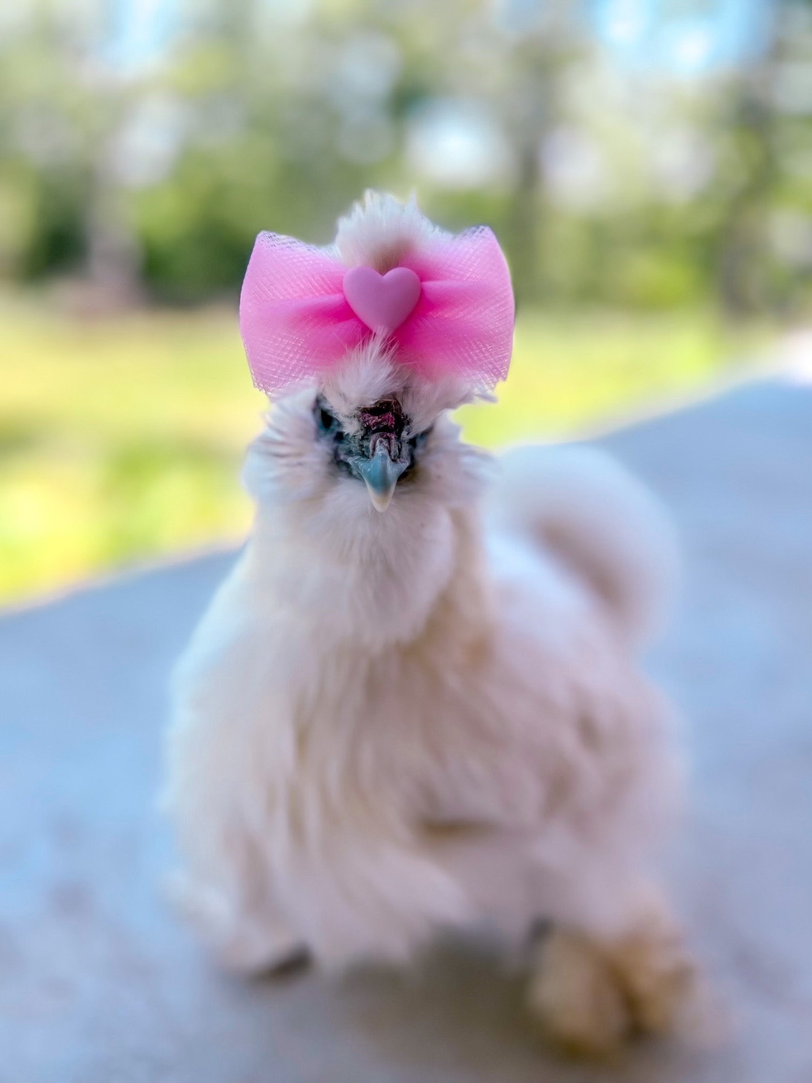 Silkie Chicken Hair Bow: Pink Tulle Heart, Mini Pet Accessory - Etsy