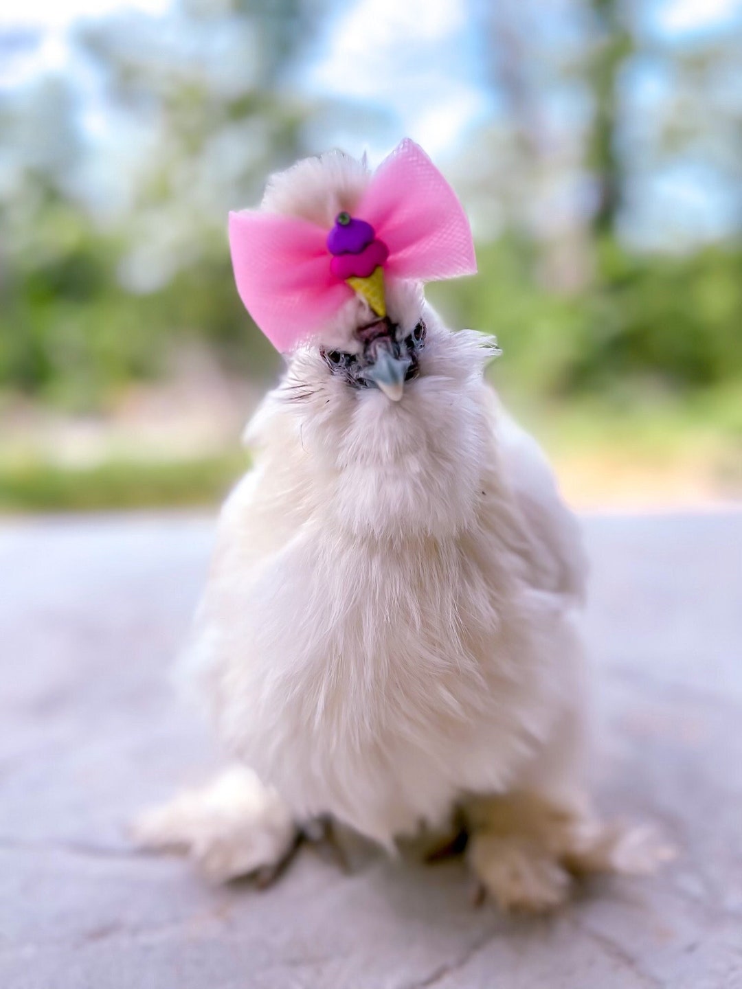 Silkie Hair Bows Hair Bow for Silkies Chicken Accessories Chicken Hair ...