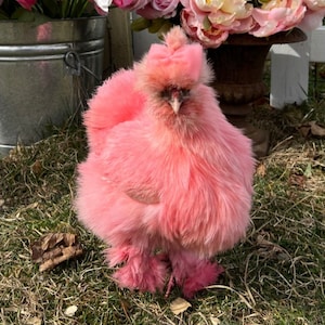 Silkie Chicken Tulle Hair Bow: Mini Chicken Accessories - Etsy