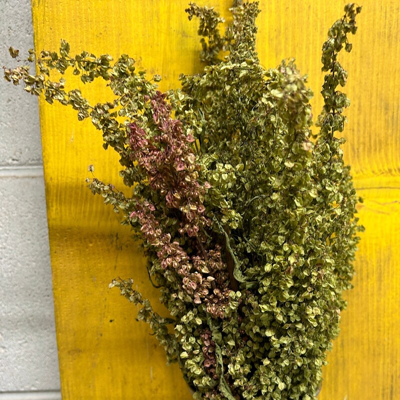Dried Greenery - Etsy
