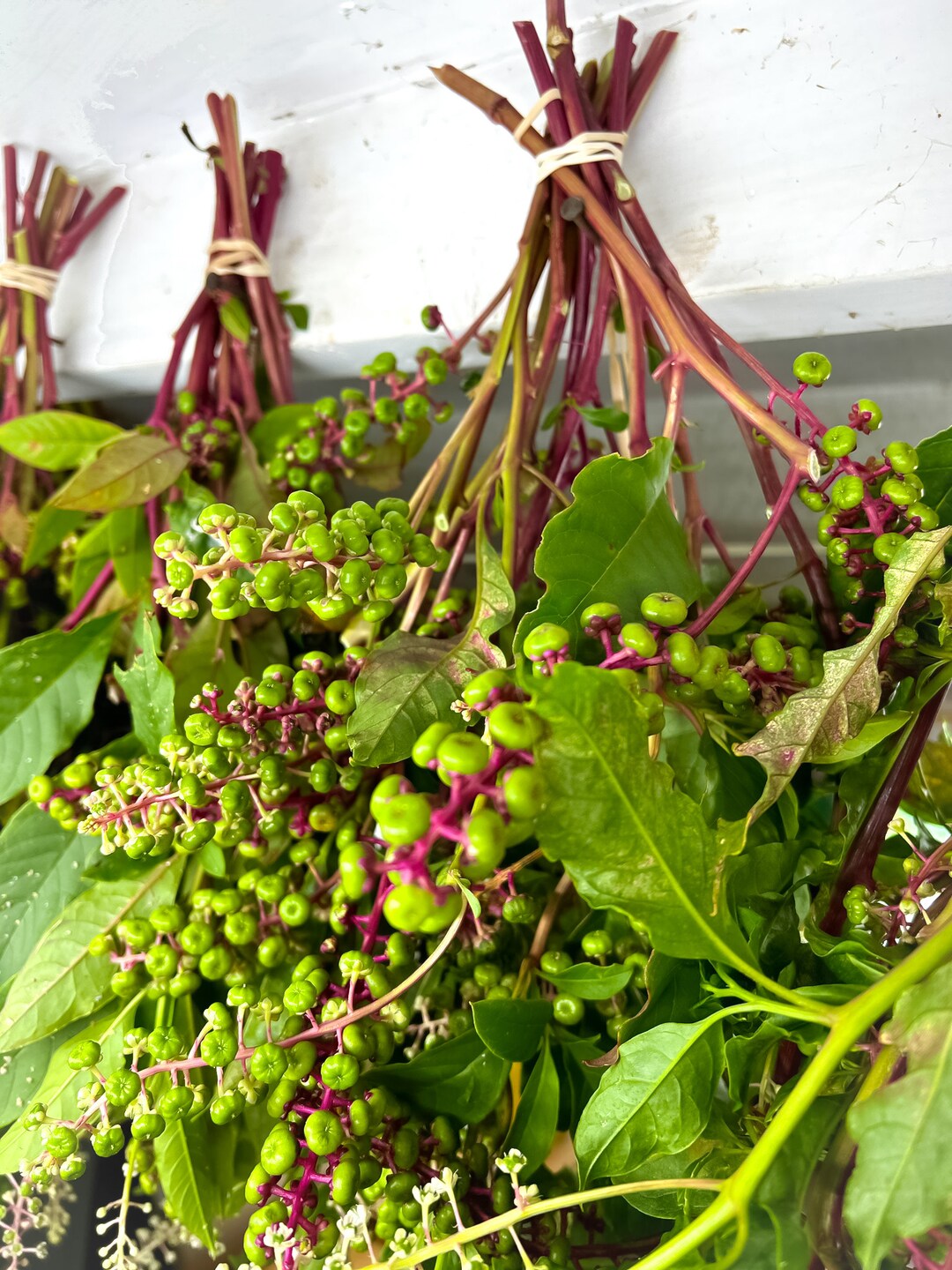 Pokeweed, Vase Filler, Crafts - Etsy