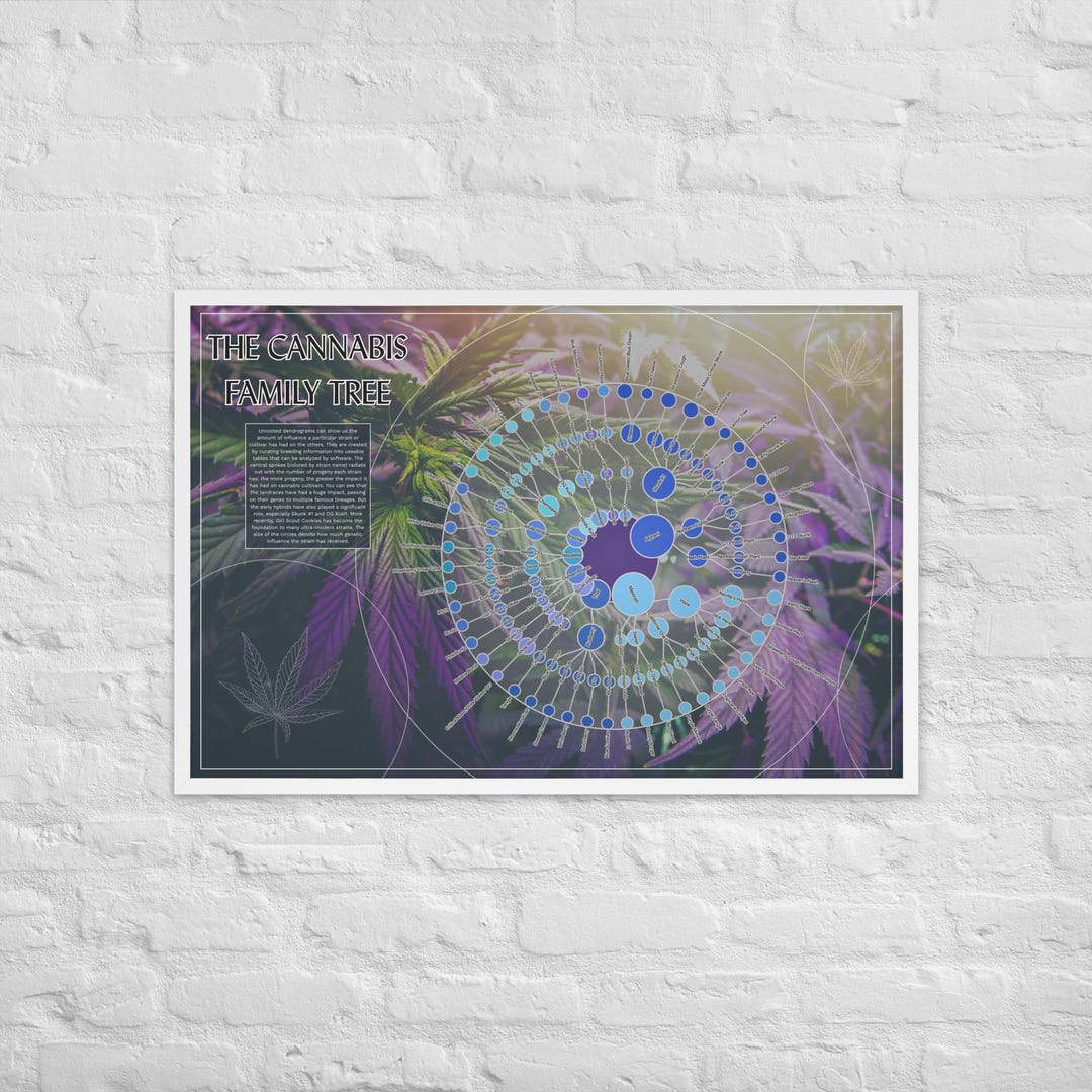 The Cannabis Family Tree Poster (purple, Framed) - 24" X 36" - Etsy