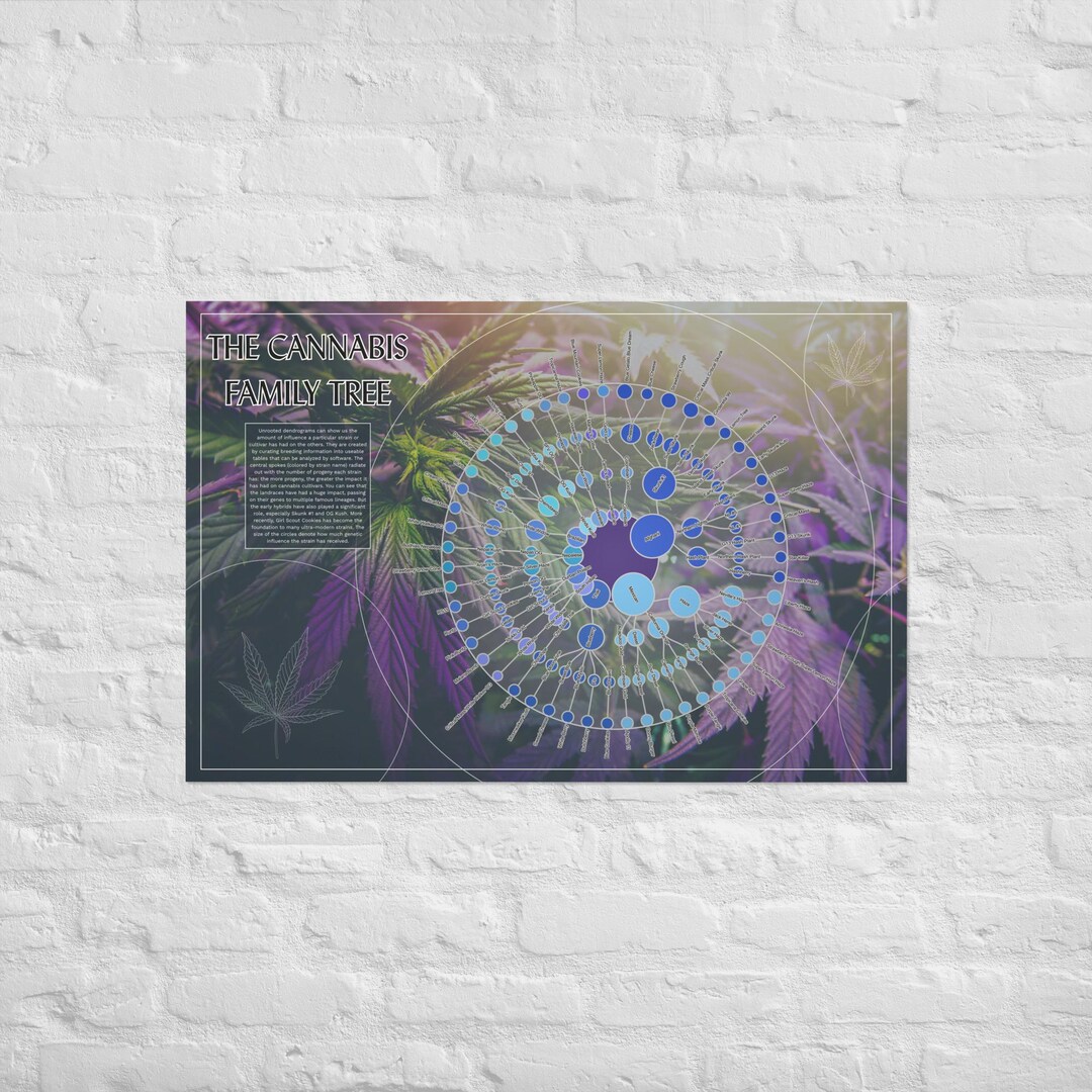 The Cannabis Family Tree Poster (purple) - 24" X 36" - Etsy