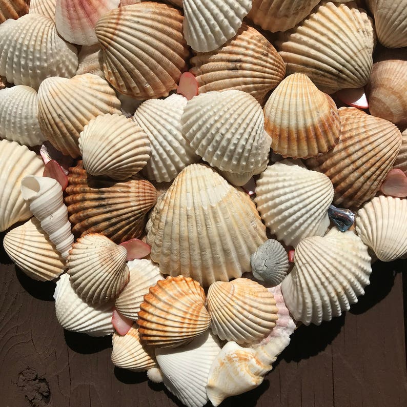 Shell Heart - Etsy