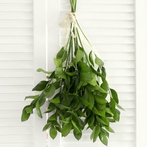 Fresh Cut Israeli Ruscus - 10 Stems - Etsy