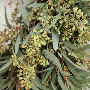 Fresh Handmade Willow Eucalyptus + Seeded Eucalyptus Wreath 20 ...