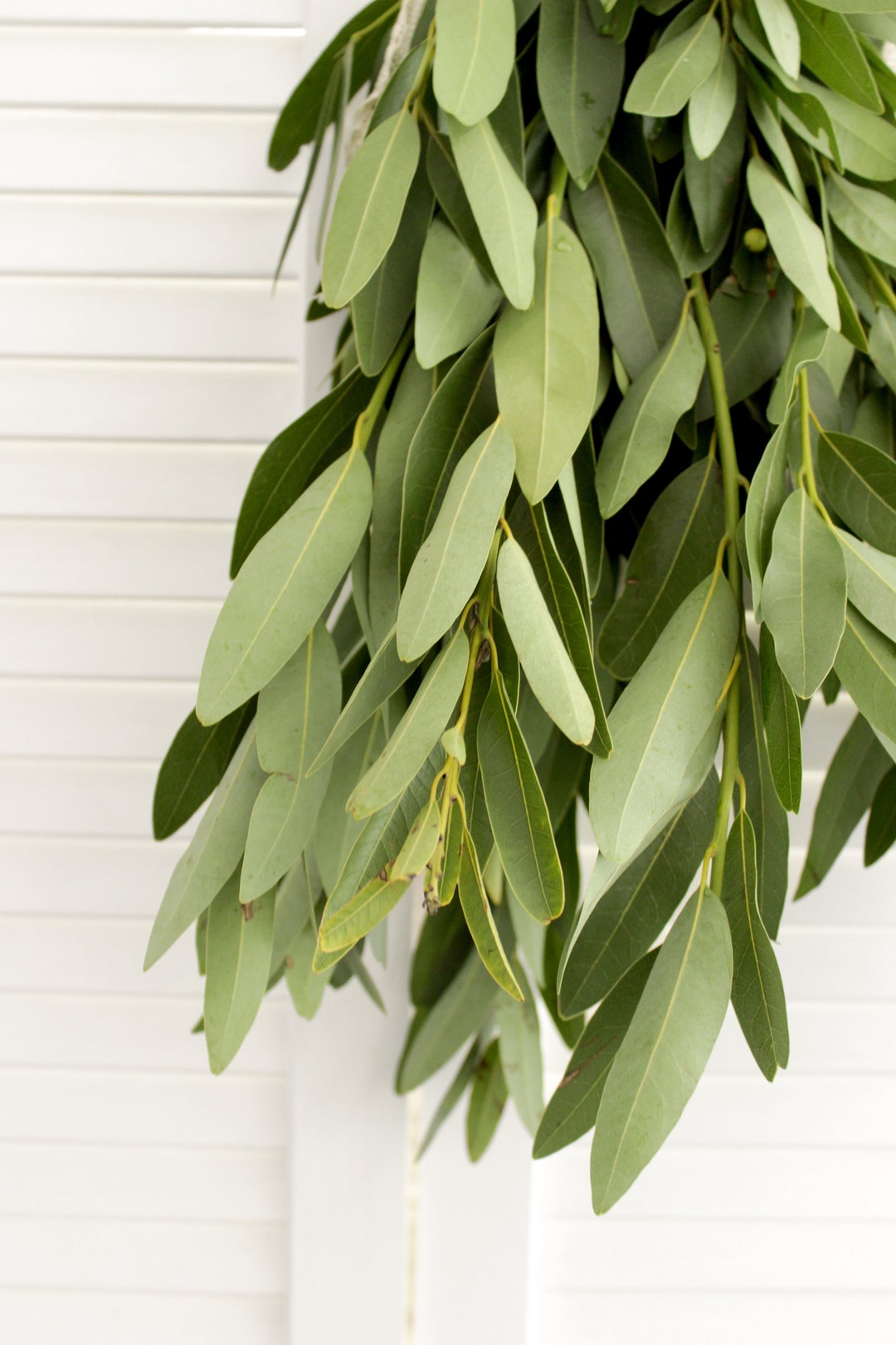 Fresh Cut Bay Leaf Herb Greens - 8 - 10 Stems / Bunch for Arrangement ...