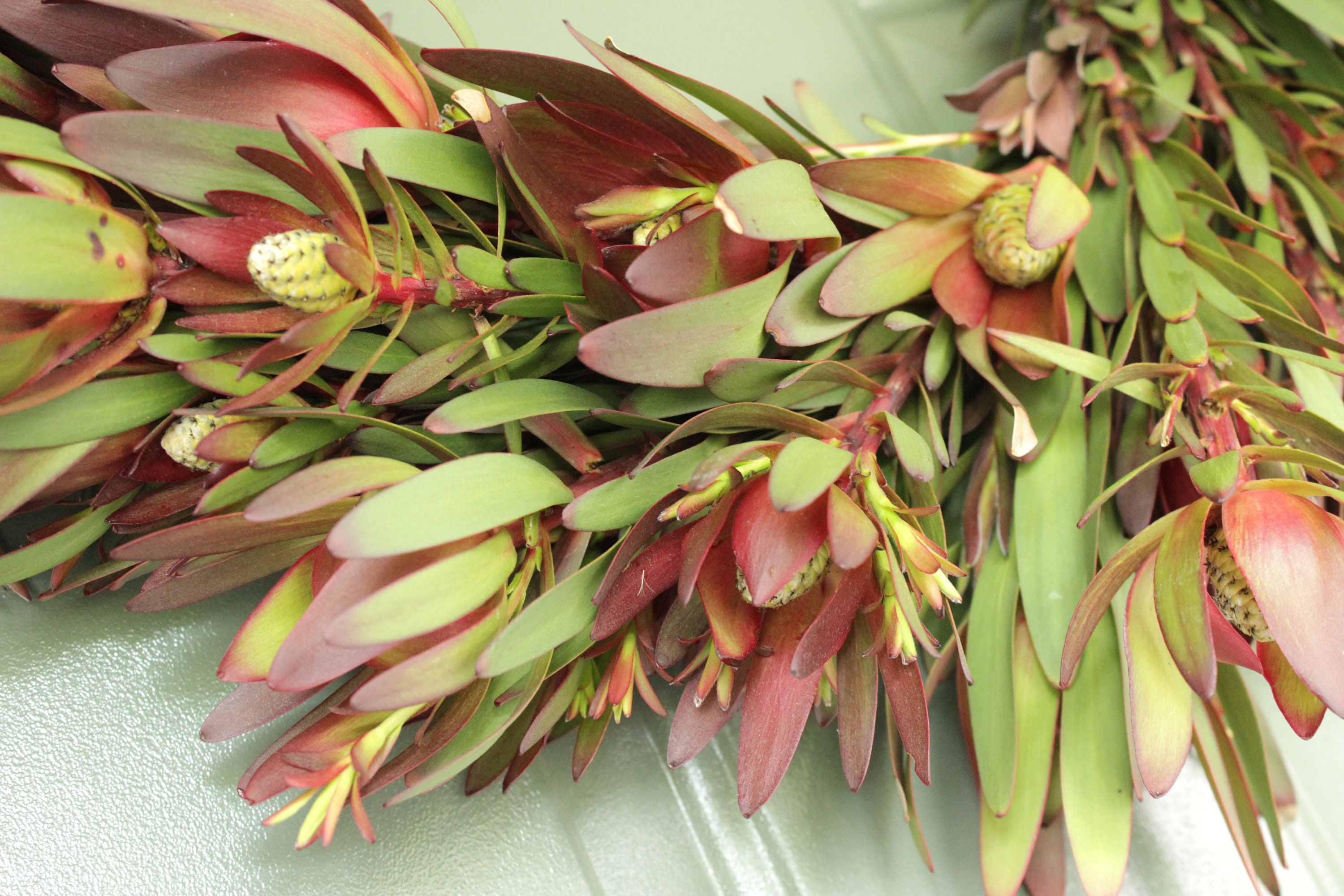 Fresh Handmade Safari Sunset Wreath- Greenery Wreath - 20" for Front ...