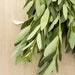 Fresh Cut Bay Leaf Herb Greens - 8 - 10 Stems / Bunch for Arrangement ...
