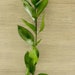 Fresh Cut Israeli Ruscus 10 Stems - Etsy