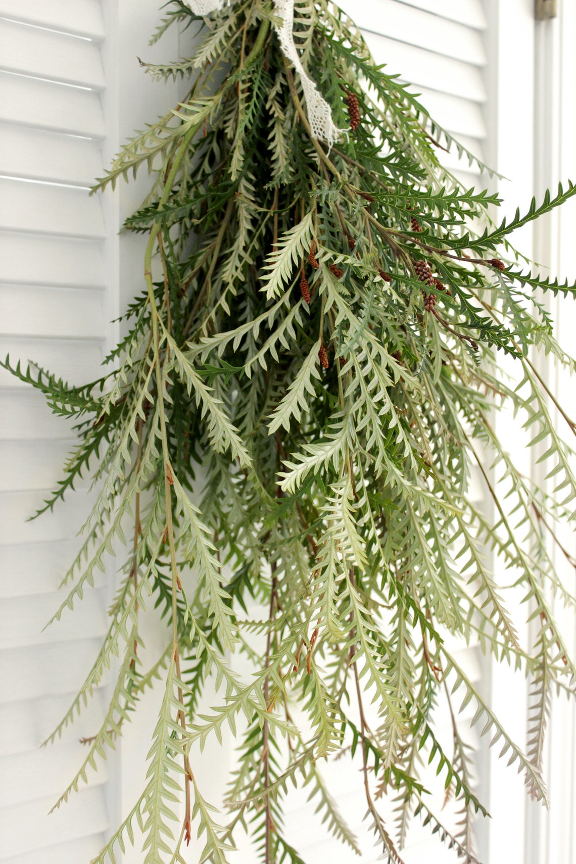Fresh Grevillea Foliage 8-10 Stems - Etsy