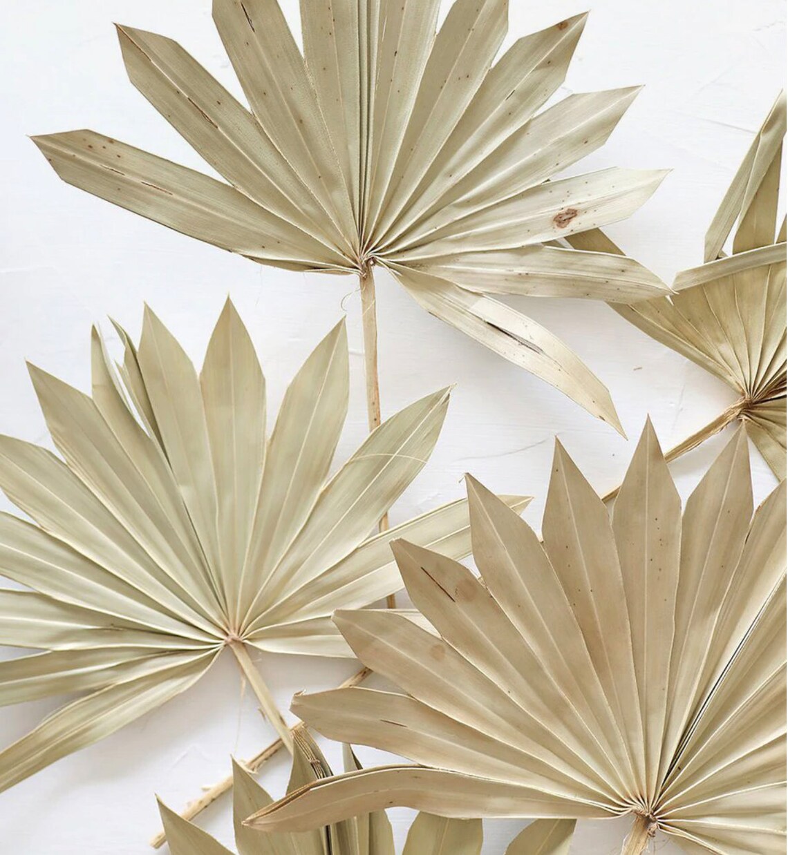 Natural Sun Palms Preserved/ Large Palm Leaves Dried / Palm - Etsy