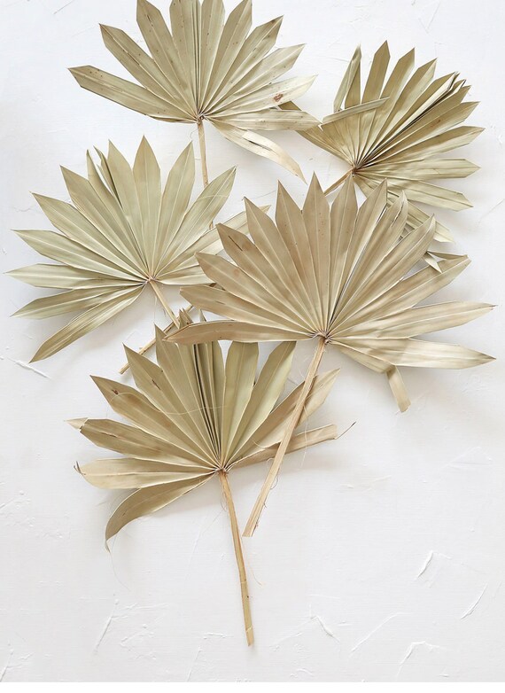 Natural Sun Palms Preserved/ Large Palm Leaves Dried / Palm - Etsy