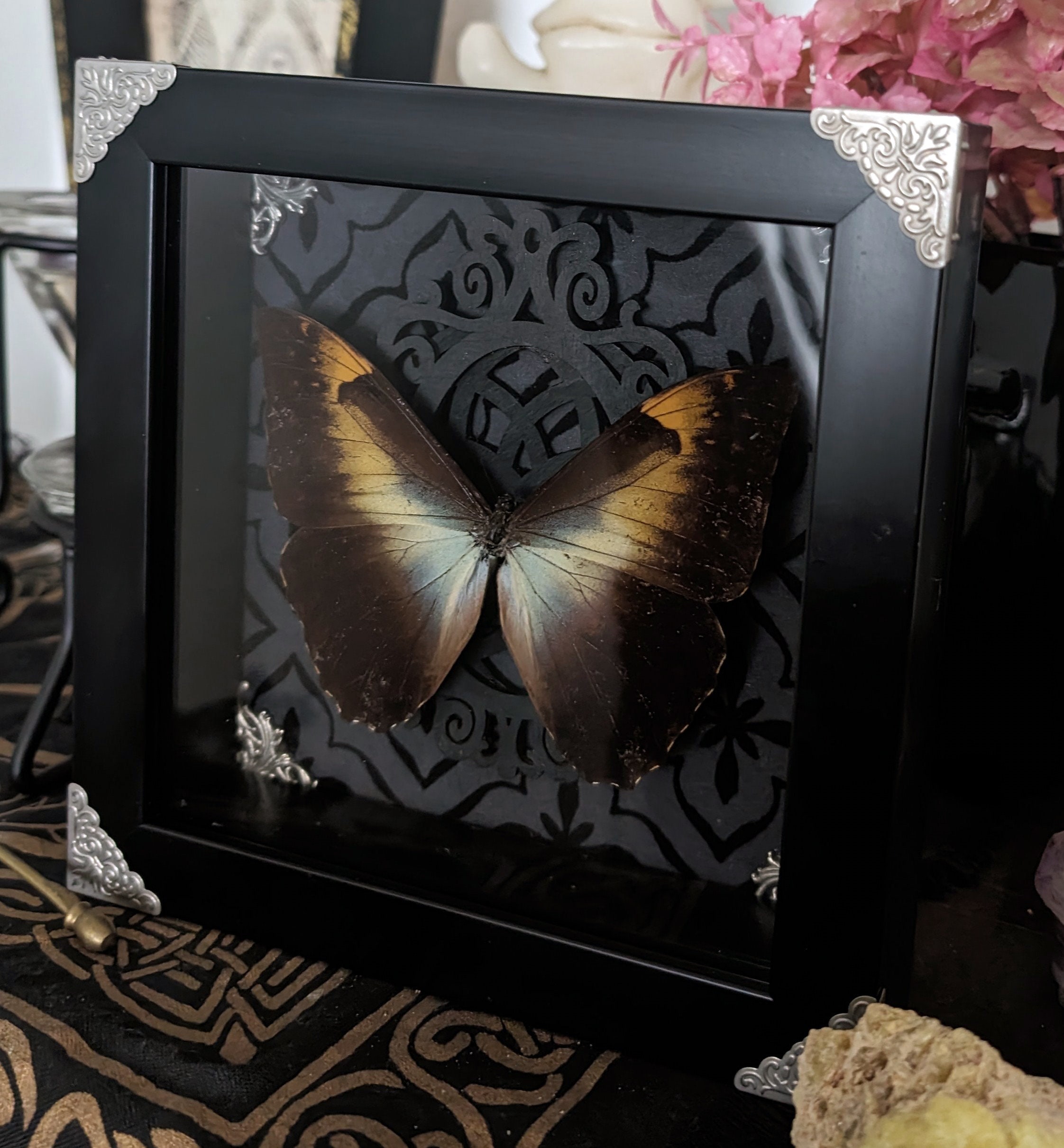 Morpho Butterfly Insect Taxidermy Shadow Box - Etsy