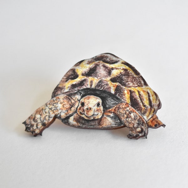 Tortoise Gifts - 60+ Gift Ideas for 2024