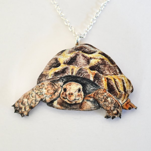 Tortoise Gifts - 60+ Gift Ideas for 2023