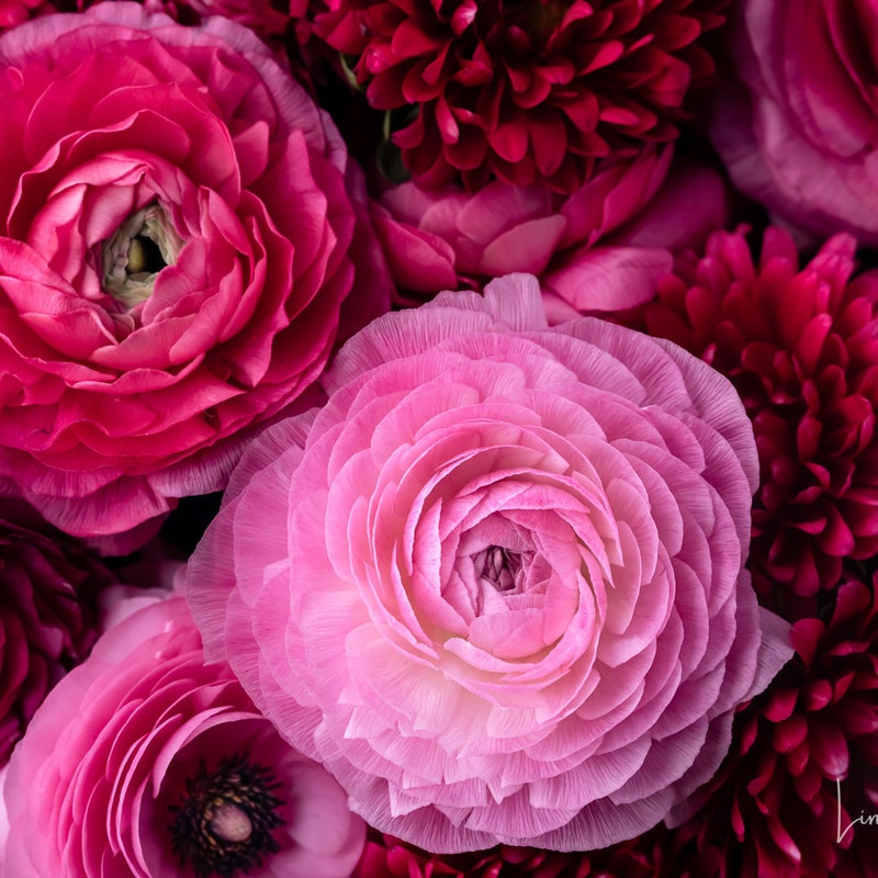 Pink Ranunculus - Etsy