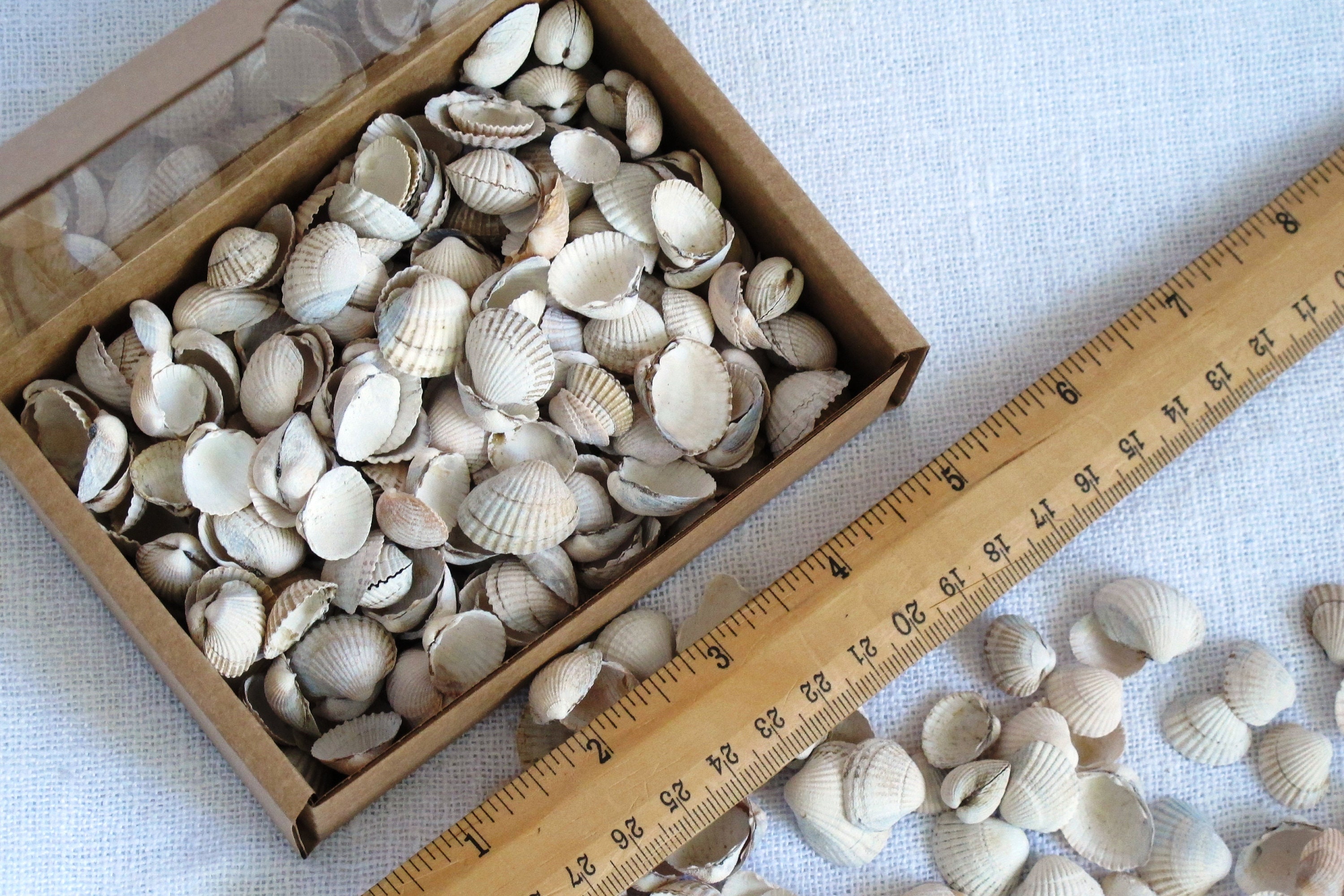 Tiny Seashells Ark Shells Beach Finds Beach Decor Mosaic | Etsy