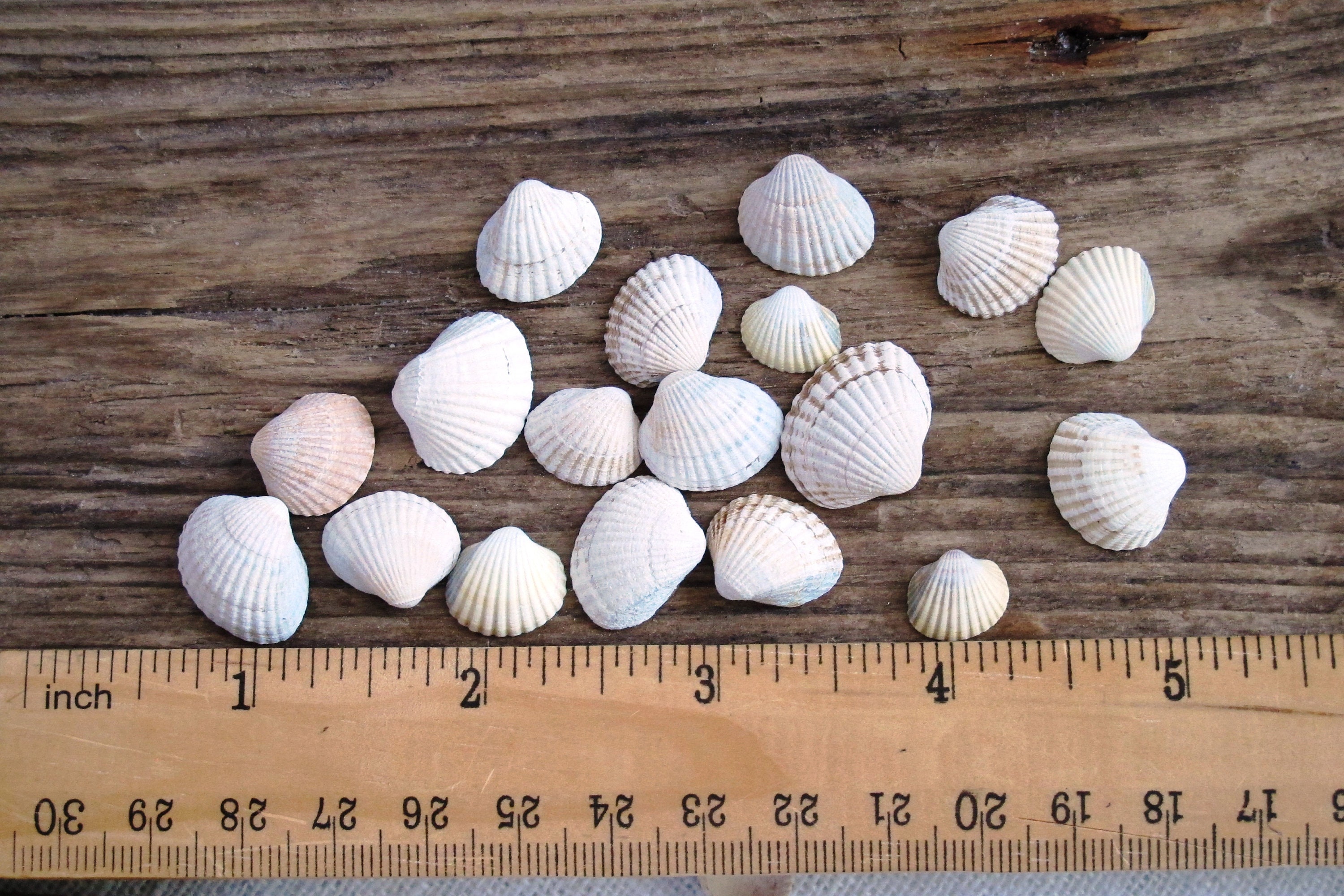 Tiny Seashells Ark Shells Beach Finds Beach Decor Mosaic | Etsy