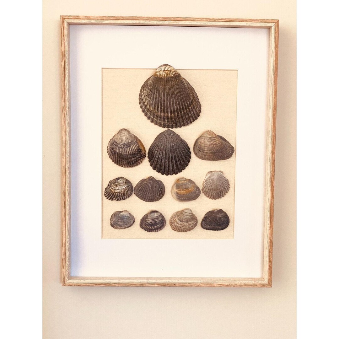 Shell Art Shadow Box Scallop Shells 14.5 X 11.5 Coastal Wall Art North ...