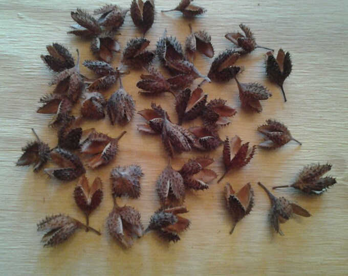 Beech Tree Seed Pods - Etsy