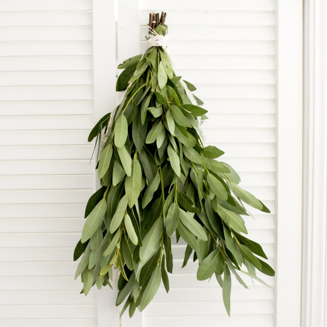 Fresh Cut Bay Leaf Herb Greens - 8 - 10 Stems / Bunch for Arrangement ...