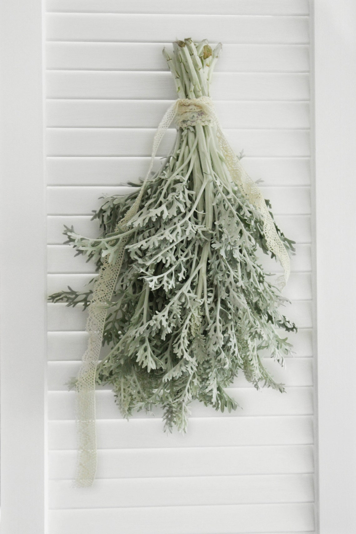 Dusty Miller 10 Stem Bunch - Etsy