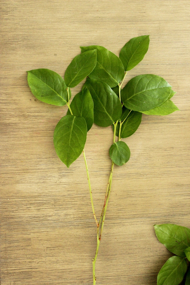 Fresh Lemon Leaf Salal 18-20 Stems for Wedding Home Decor - Etsy