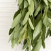 Fresh Cut Bay Leaf Herb Greens - 8 - 10 Stems / Bunch for Arrangement ...