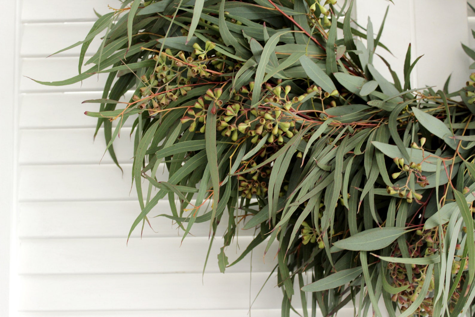 Fresh Handmade Willow Eucalyptus + Seeded Eucalyptus Wreath 20 ...