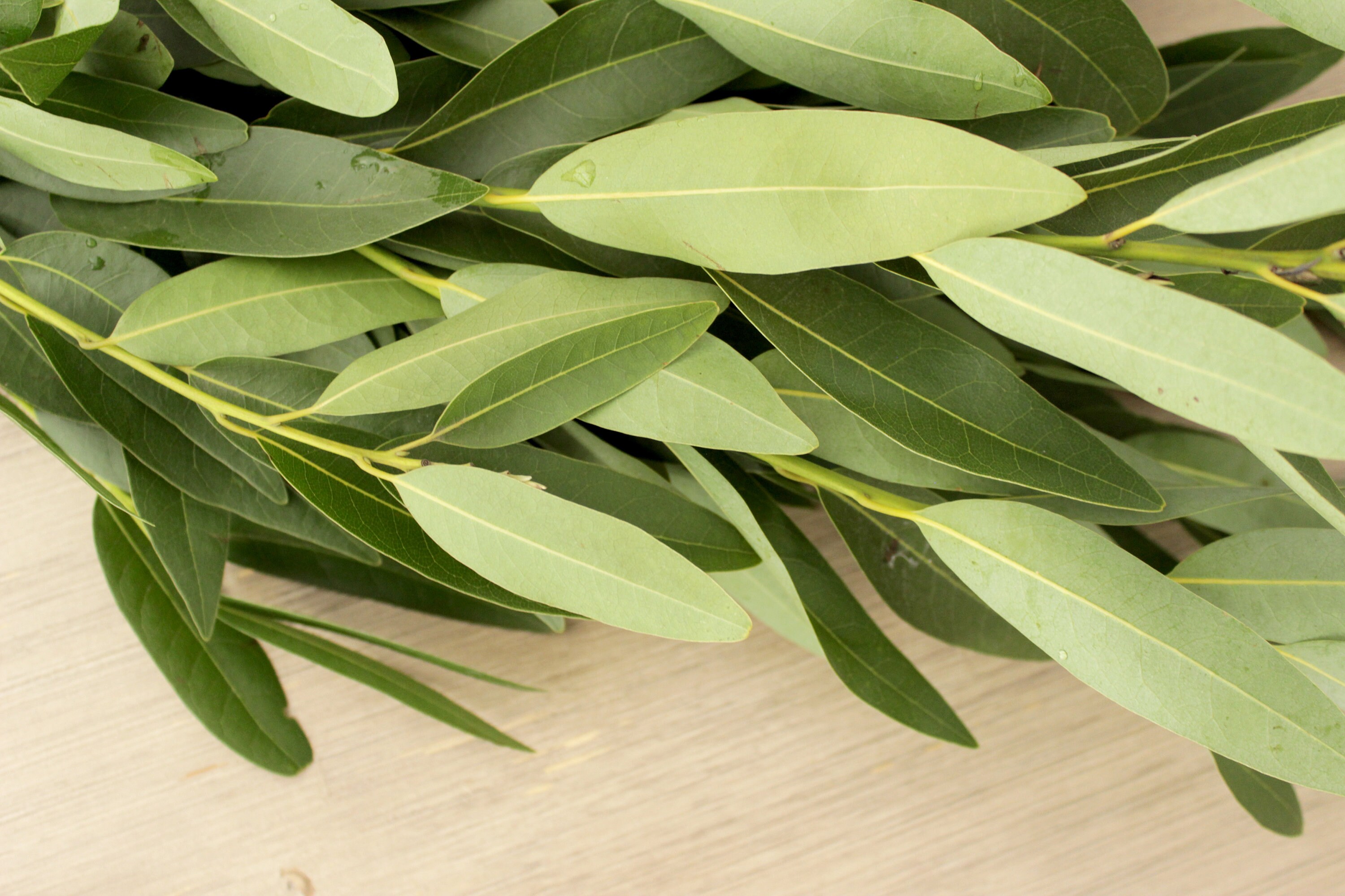 Fresh Cut Bay Leaf Herb Greens - 8 - 10 Stems / Bunch for Arrangement ...