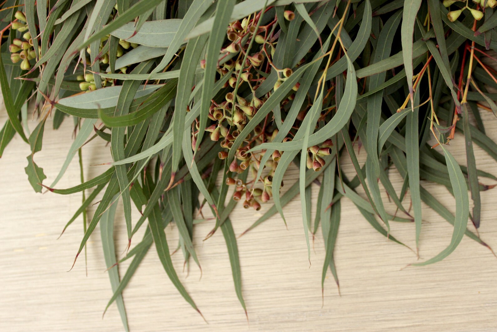 Fresh Handmade Willow Eucalyptus Seeded Eucalyptus Wreath - Etsy