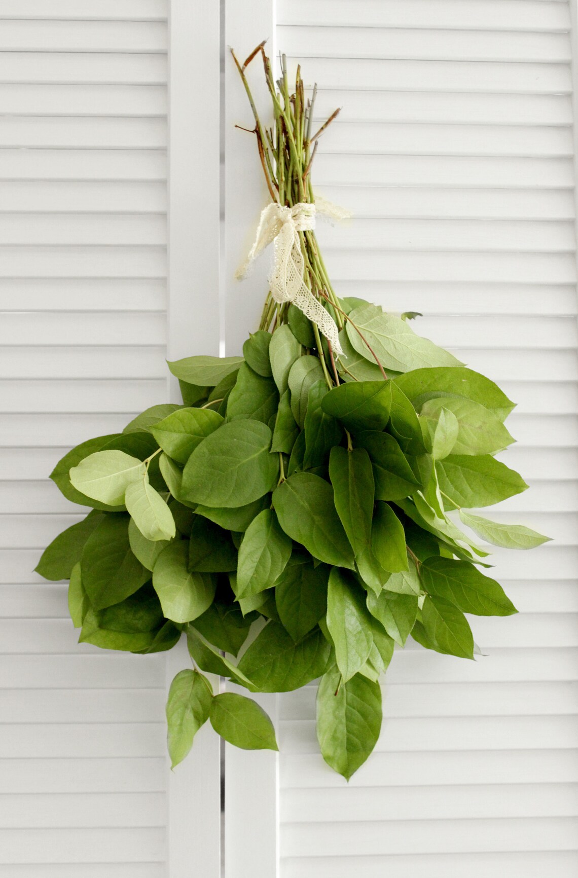 Fresh Lemon Leaf Salal 18-20 Stems for Wedding, Home Decor, Party Decor ...